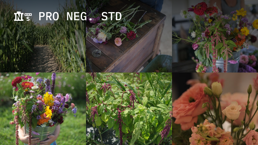 PRO Neg. Std (19 Photos)