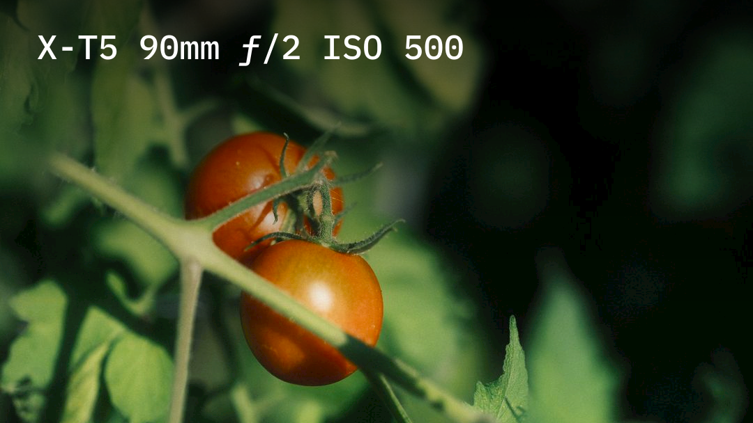 Tomato Duo