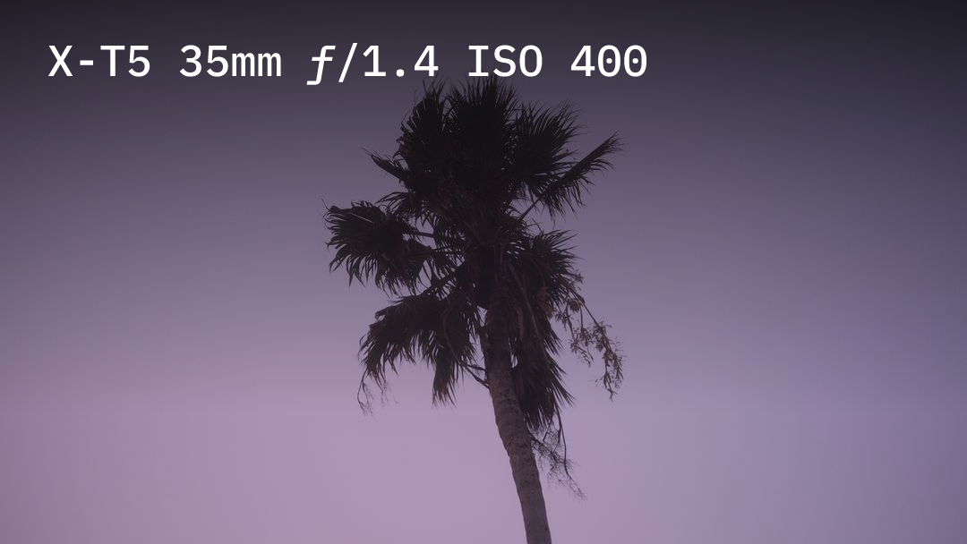 Hazy Palm