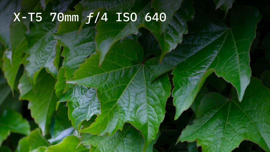 Ivy