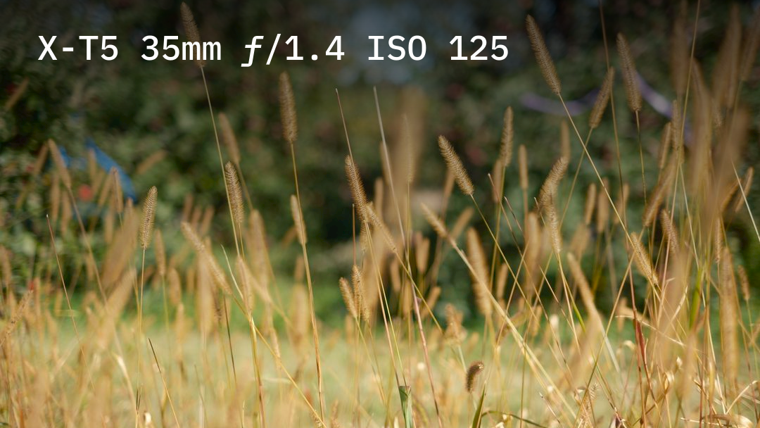 Orchard Grass